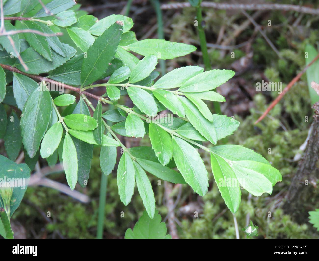 Oregon Boxwood (Paxistima myrsinites Stock Photo - Alamy