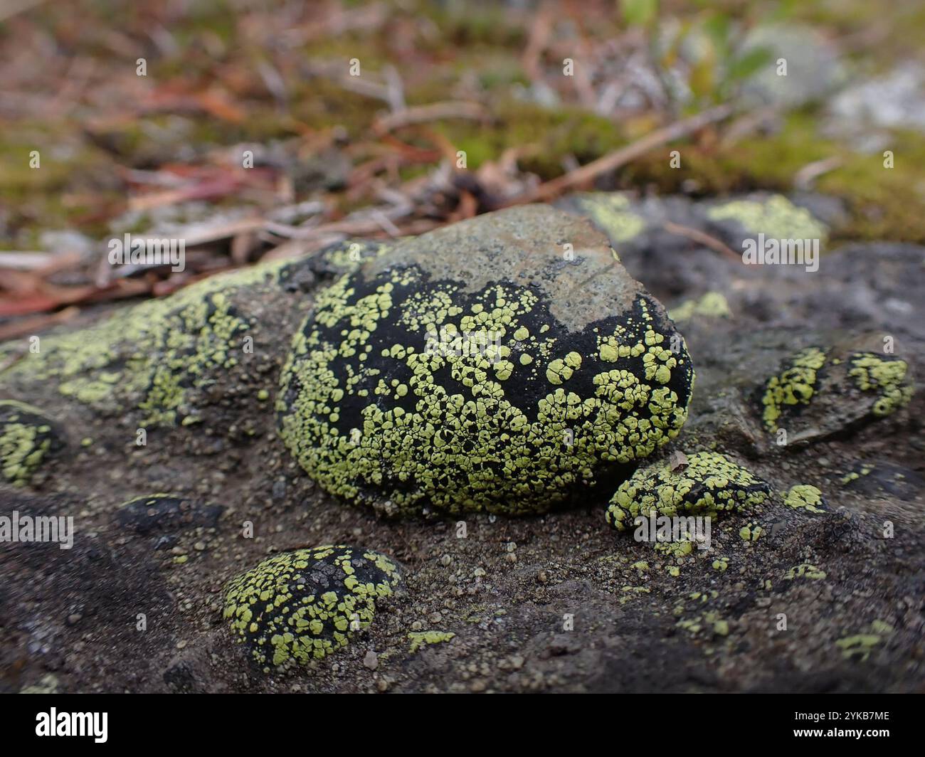lemon map lichen (Rhizocarpon macrosporum Stock Photo - Alamy