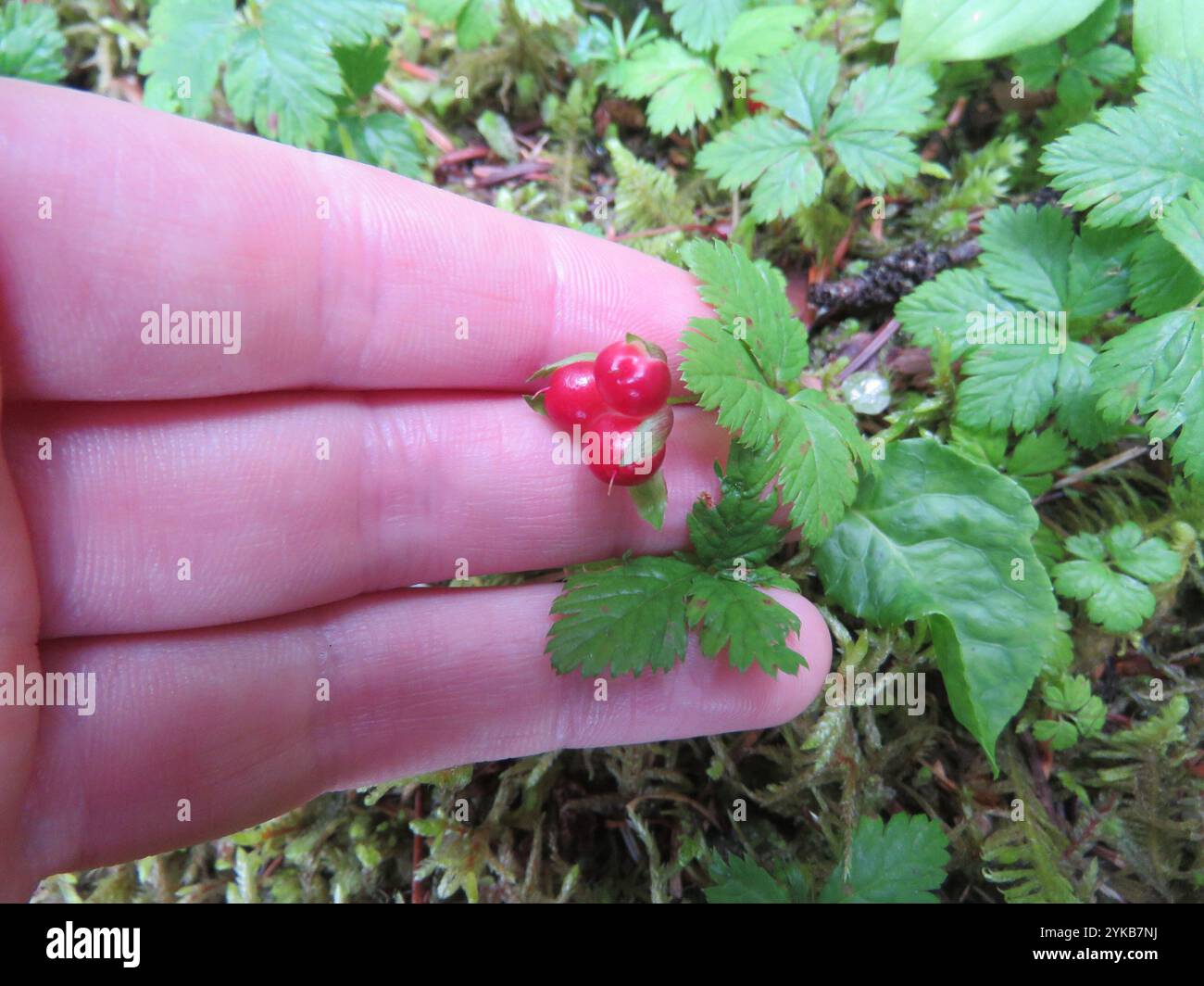 Five-leaf Dwarf Bramble (Rubus pedatus Stock Photo - Alamy