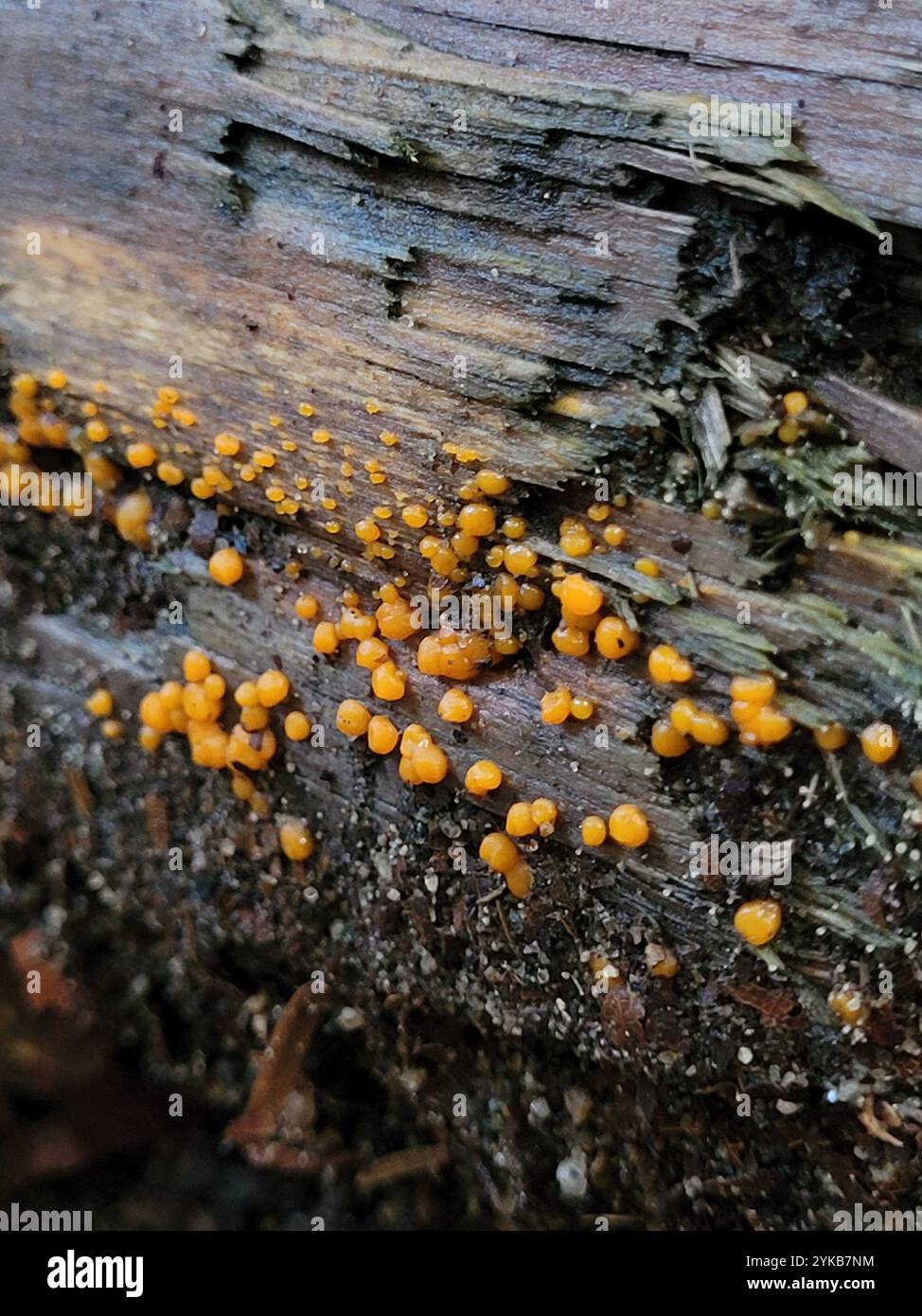 Jelly Spot Fungus (Dacrymyces stillatus Stock Photo - Alamy