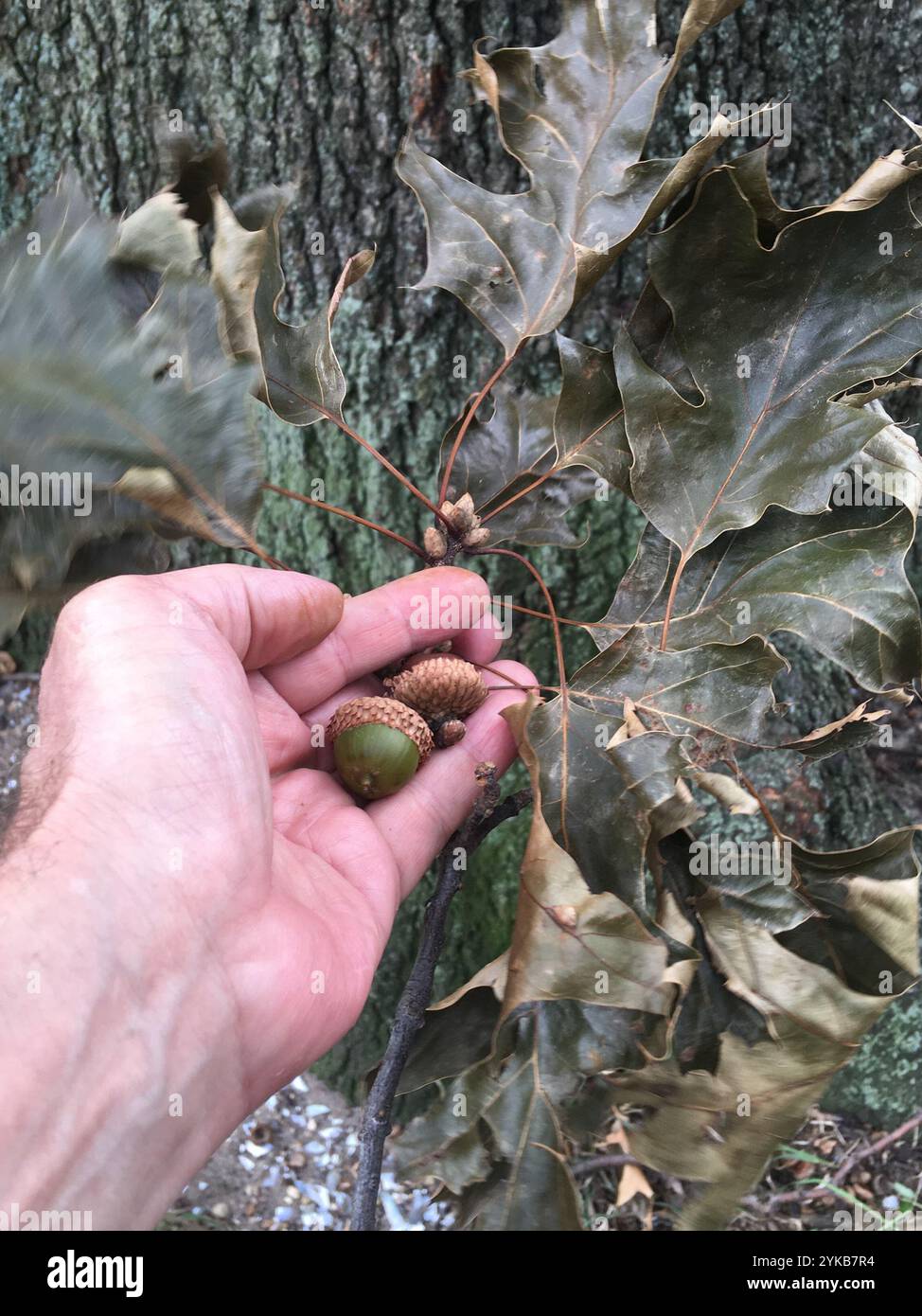 black oak (Quercus velutina Stock Photo - Alamy
