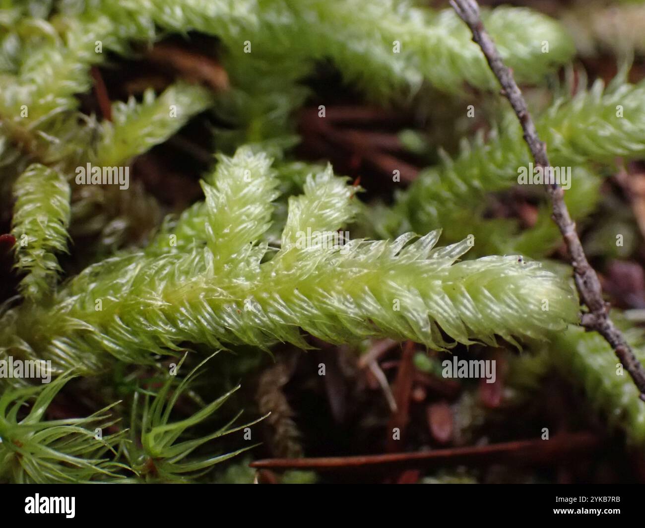 Pipecleaner Moss (Rhytidiopsis robusta Stock Photo - Alamy
