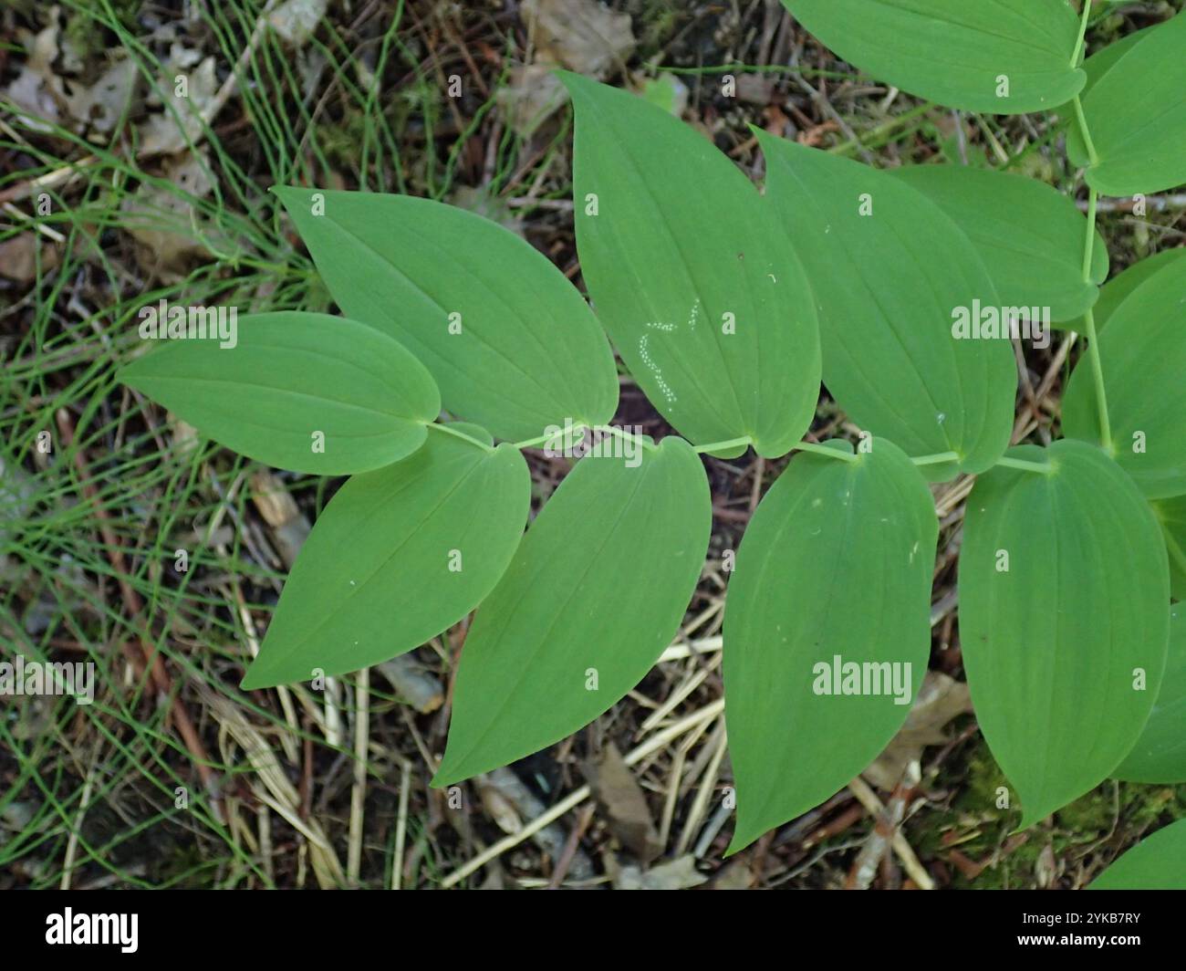 white twisted-stalk (Streptopus amplexifolius Stock Photo - Alamy