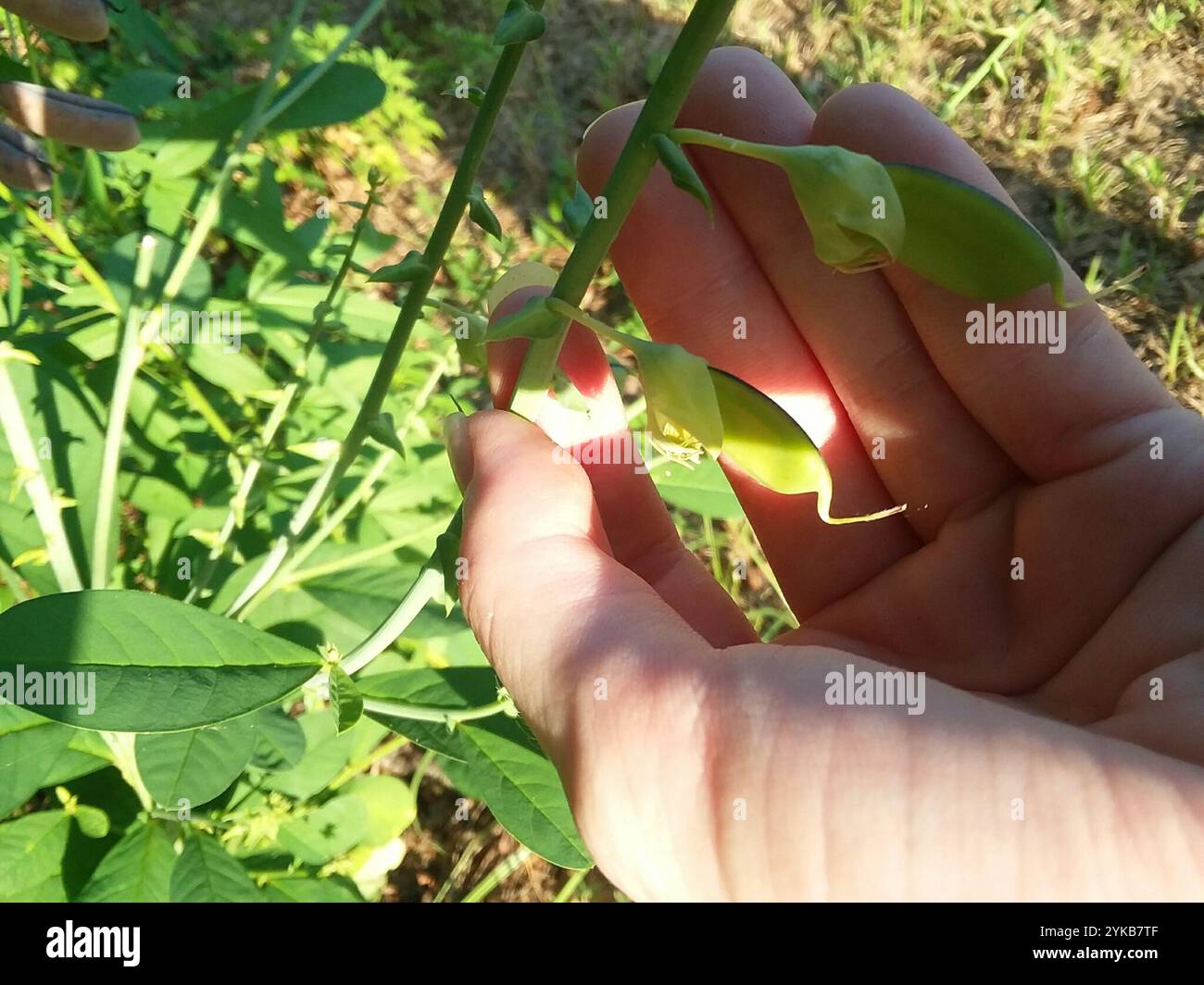 Showy Rattlebox (Crotalaria spectabilis Stock Photo - Alamy