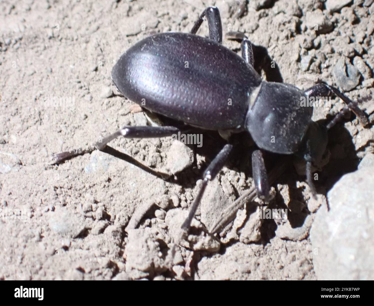 California Broad-necked Darkling Beetle (Coelocnemis dilaticollis Stock ...