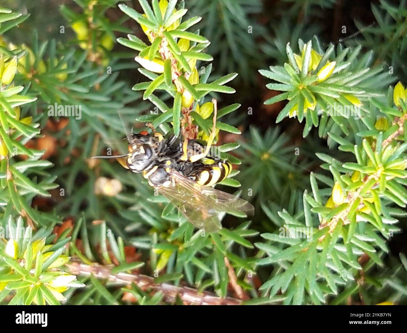 Field digger wasp (Mellinus arvensis Stock Photo - Alamy