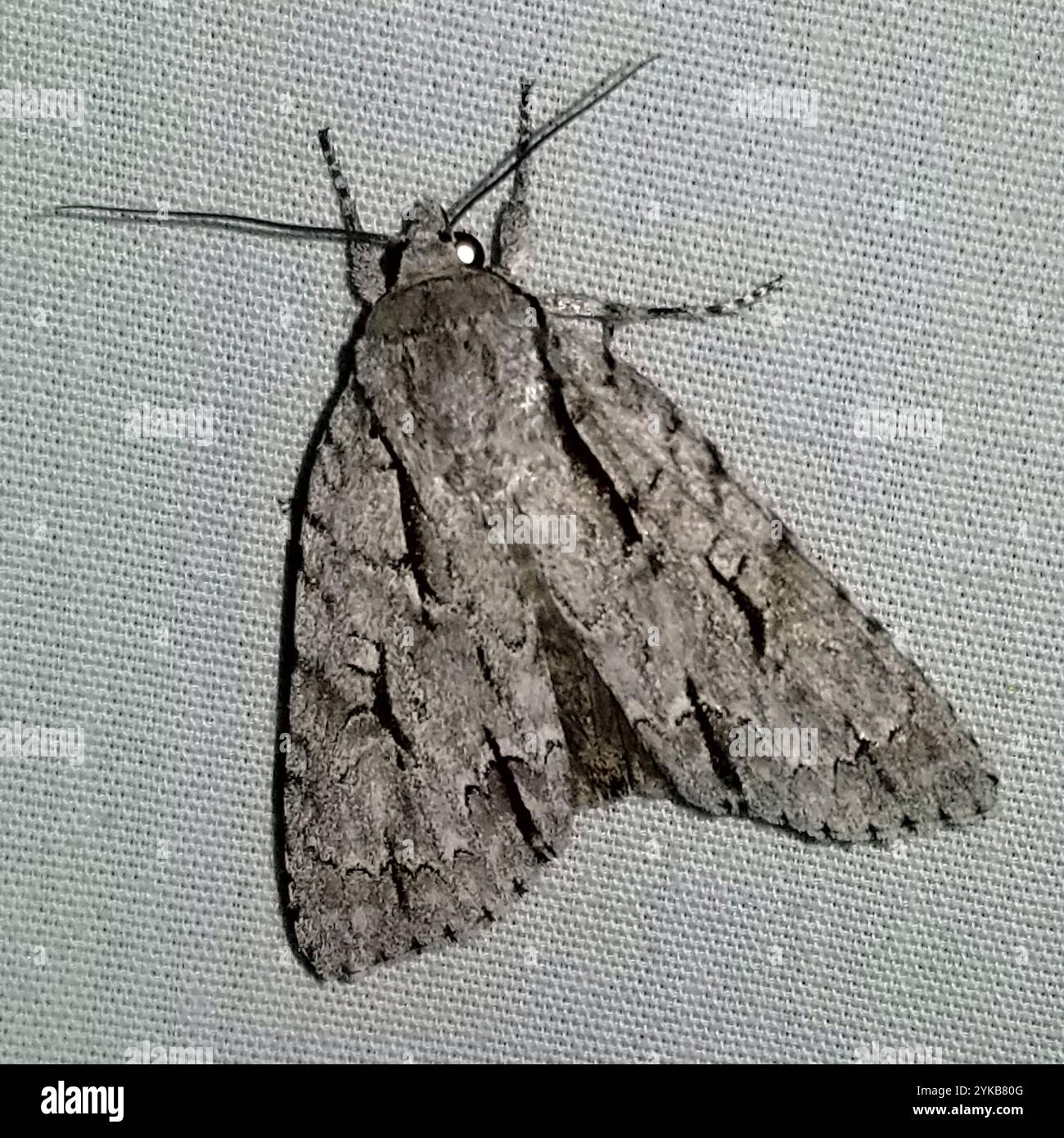 Dagger Moths (Acronicta Stock Photo - Alamy