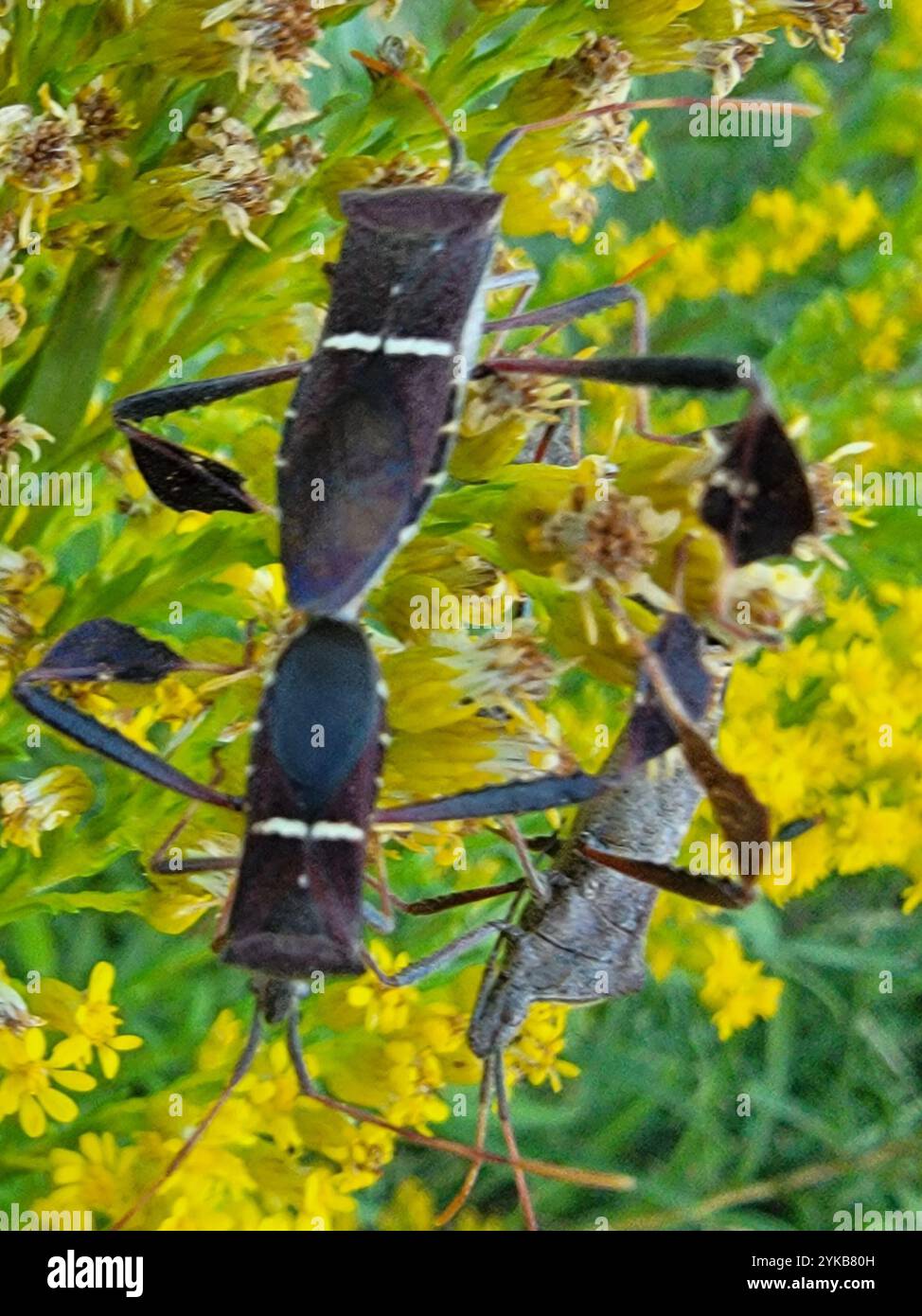 Eastern Leaf-footed Bug (Leptoglossus phyllopus Stock Photo - Alamy
