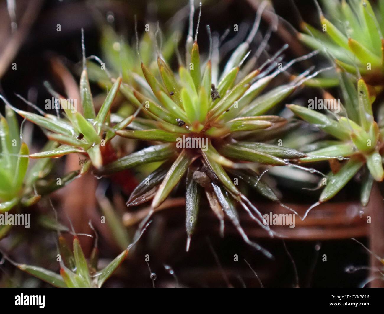 bristly haircap moss (Polytrichum piliferum Stock Photo - Alamy