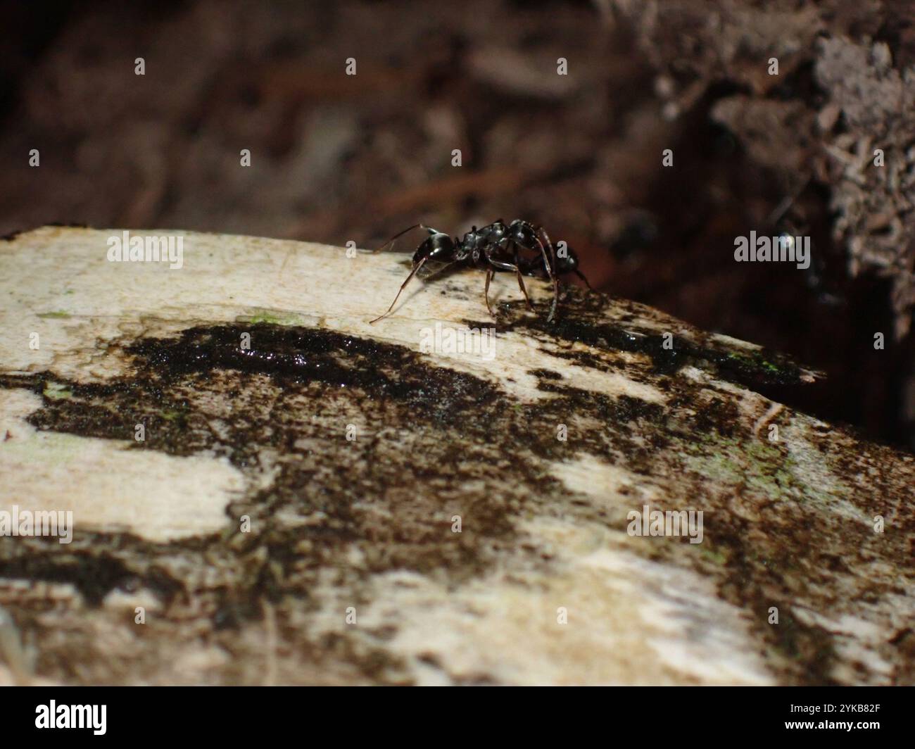 fusca-group Field Ants and Allies (Formica fusca Stock Photo - Alamy