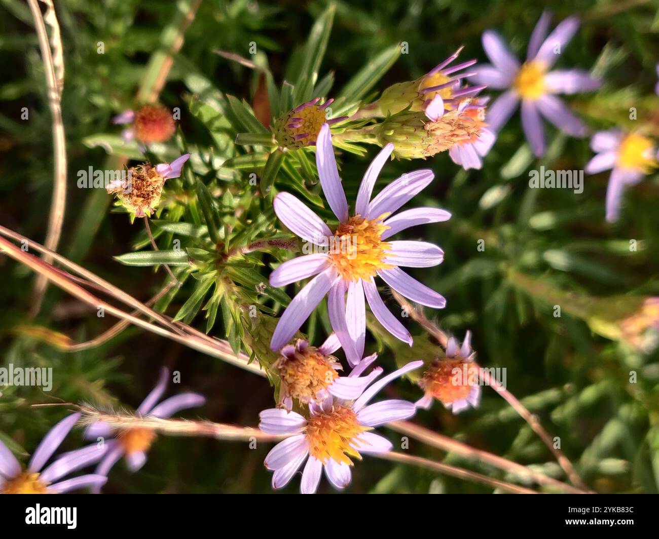 Flax-leaved Aster (Ionactis linariifolia Stock Photo - Alamy