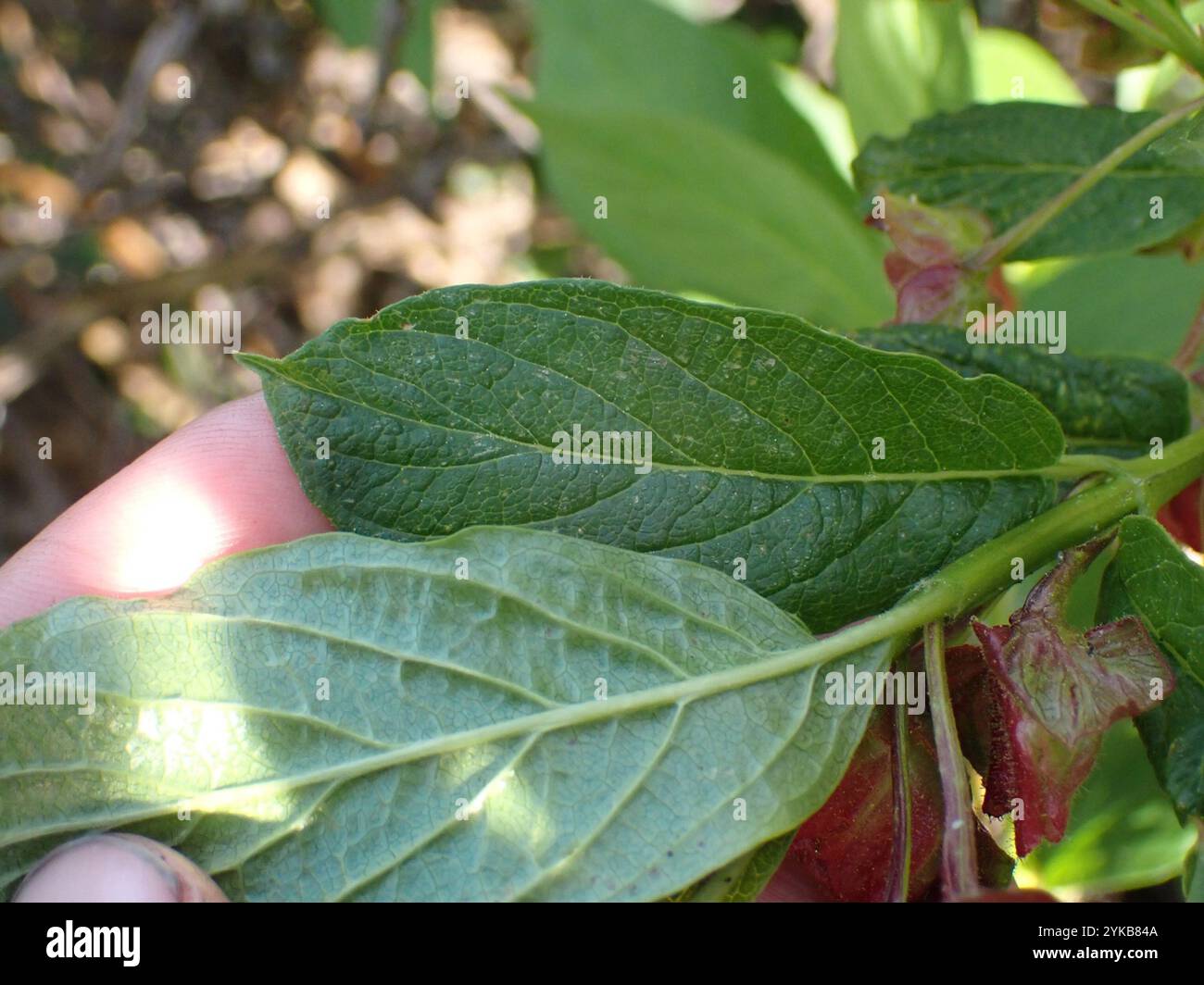 twinberry honeysuckle (Lonicera involucrata Stock Photo - Alamy