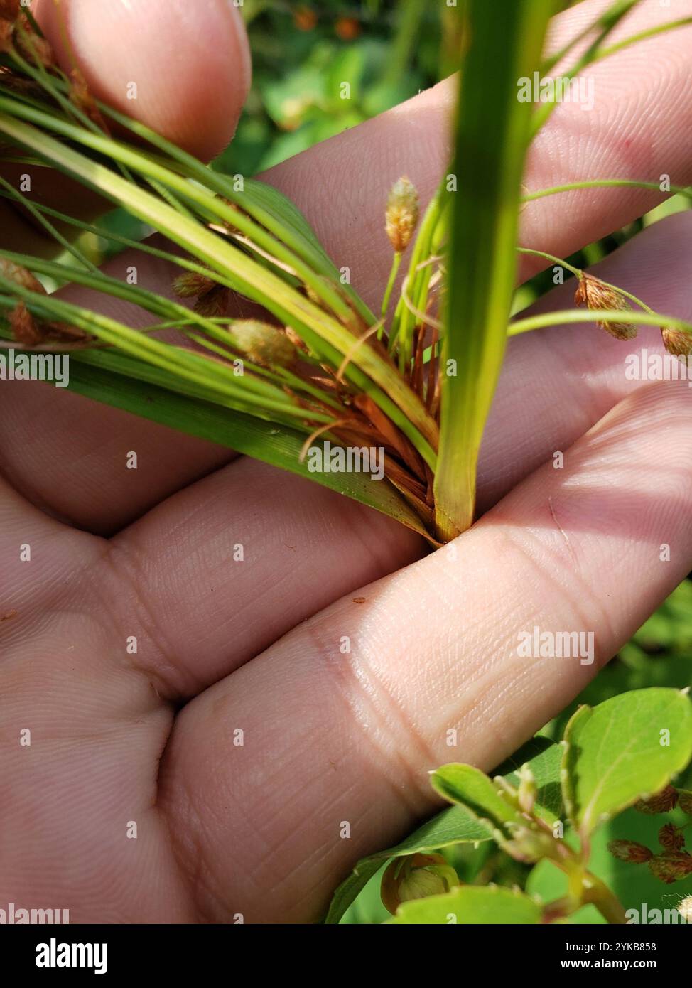 woolgrass (Scirpus cyperinus Stock Photo - Alamy
