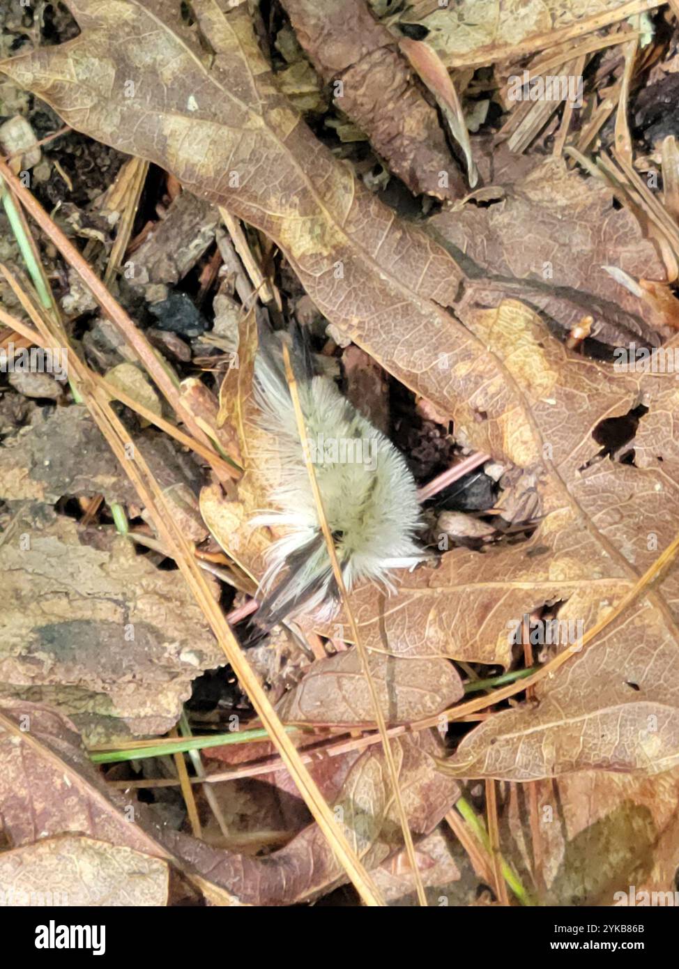 Banded Tussock Moth (Halysidota tessellaris Stock Photo - Alamy