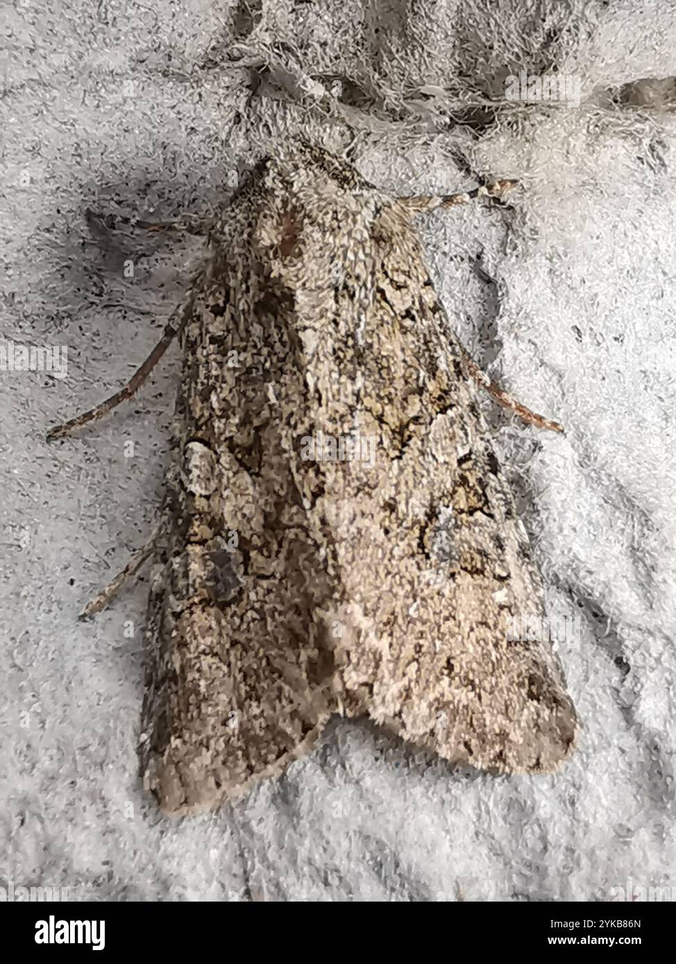 Nutmeg Moth (Anarta trifolii Stock Photo - Alamy