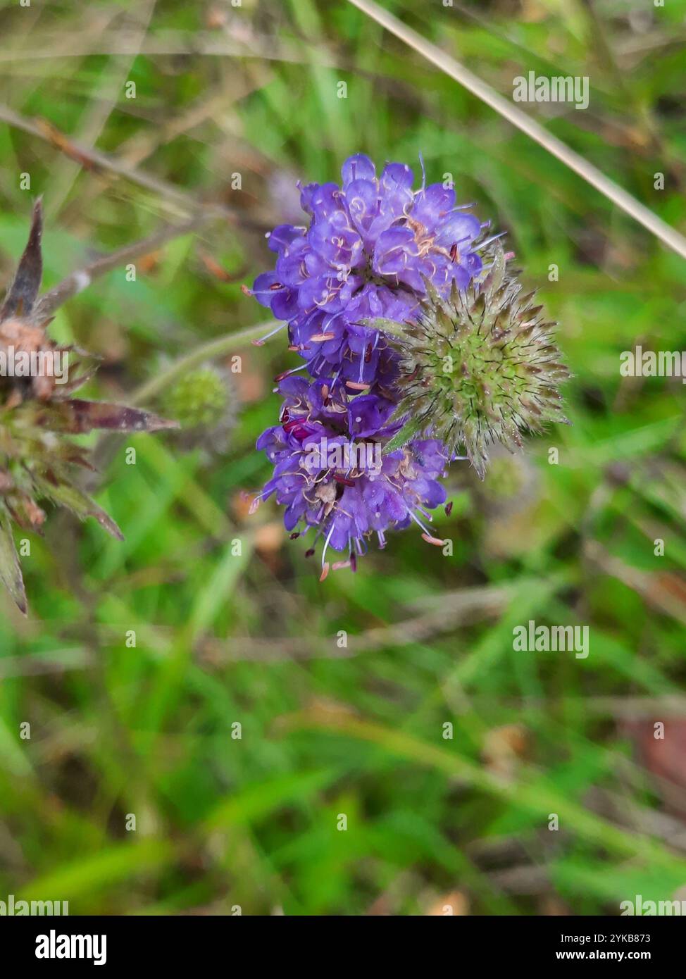 Devil's-bit Scabious (Succisa pratensis Stock Photo - Alamy