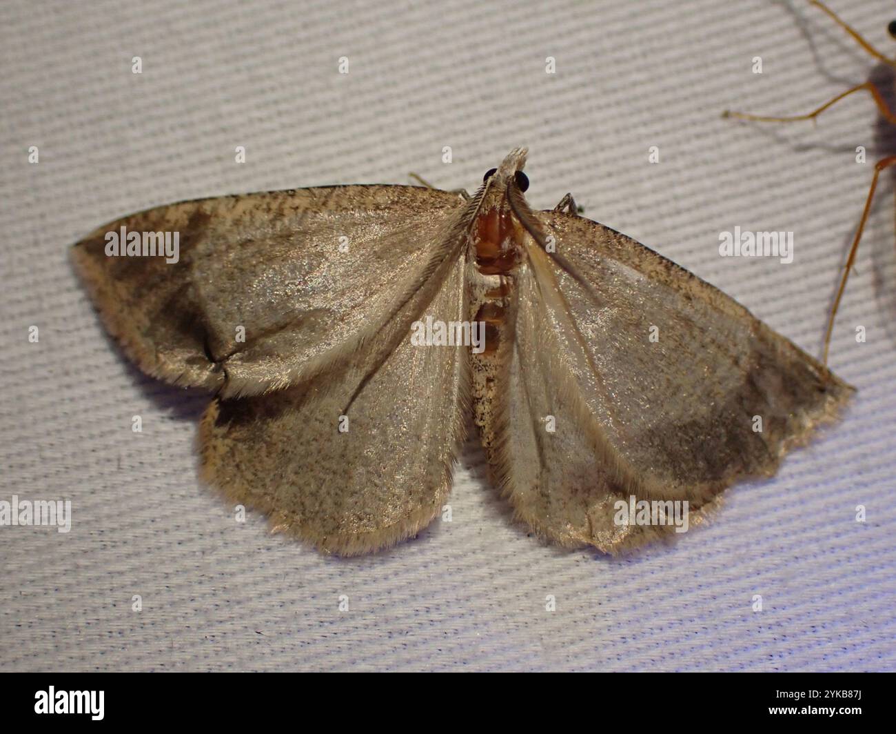 Geometer Moths (Geometridae Stock Photo - Alamy