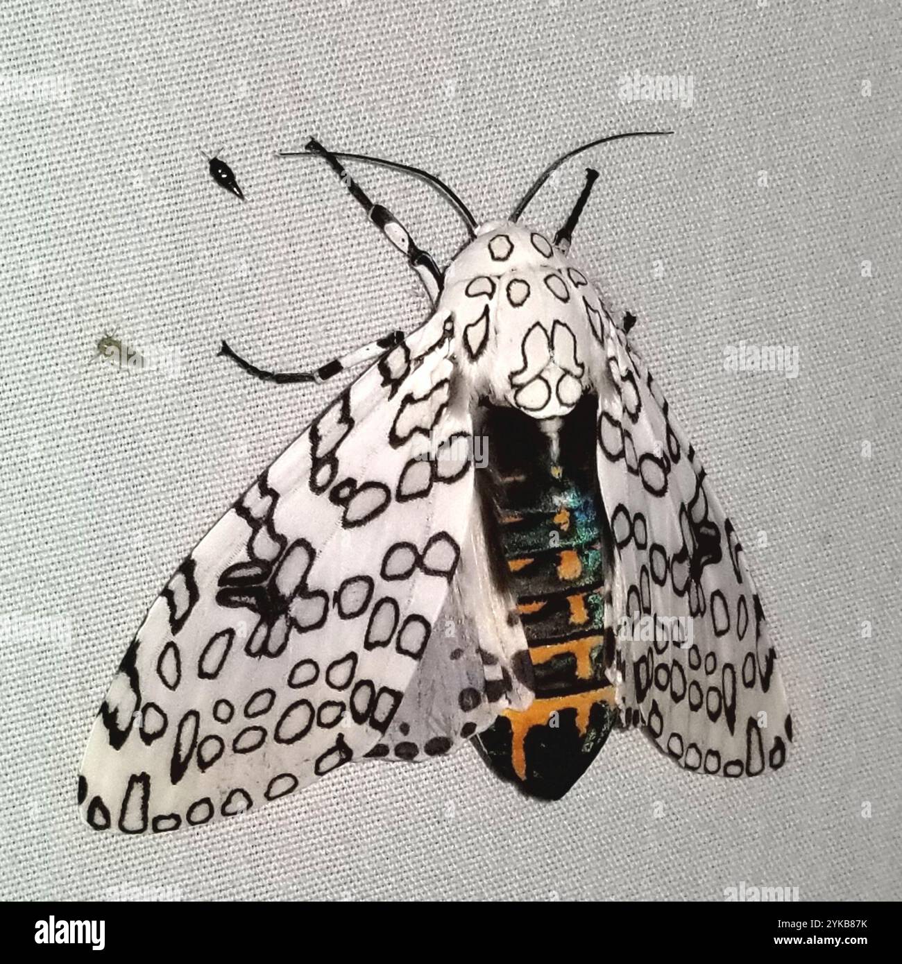 Giant Leopard Moth (Hypercompe scribonia Stock Photo - Alamy