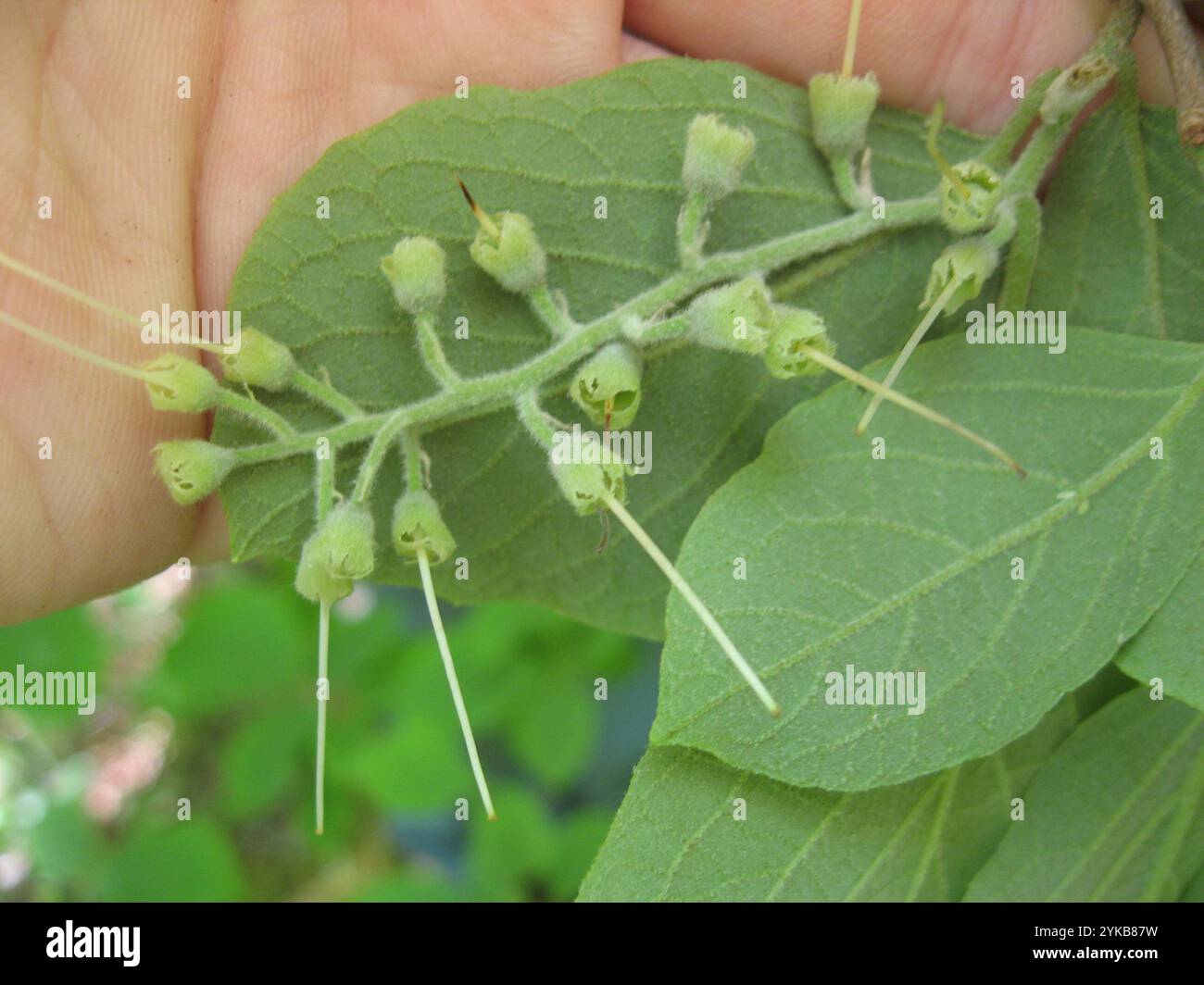 Styrax grandifolius hi-res stock photography and images - Alamy
