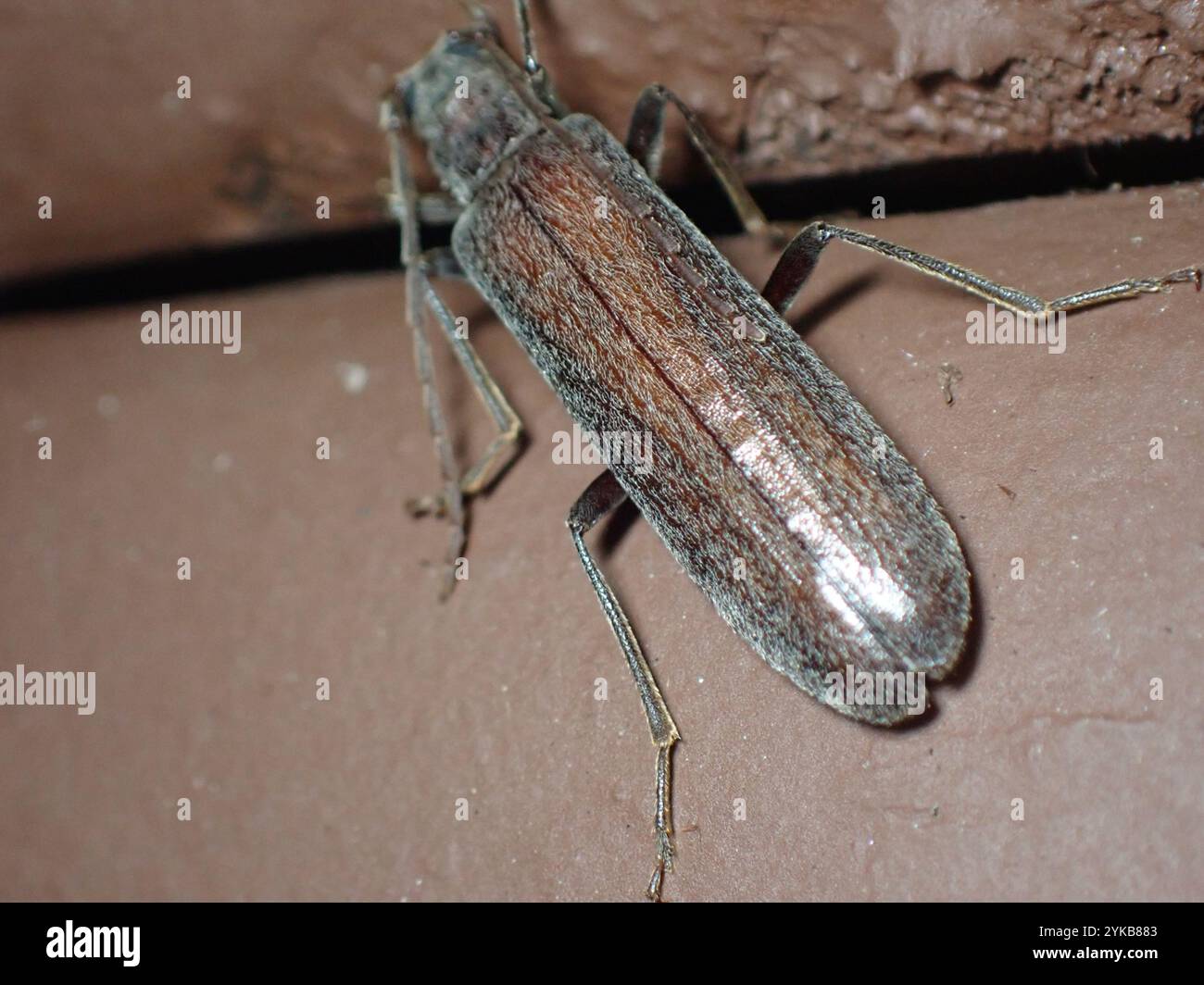 Angled False Blister Beetle (Calopus angustus Stock Photo - Alamy