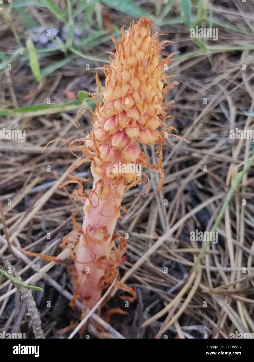 woodland pinedrops (Pterospora andromedea Stock Photo - Alamy