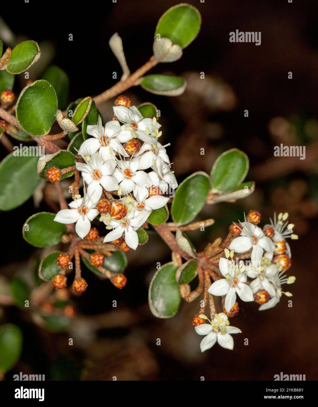 Prostrate plants hi-res stock photography and images - Alamy