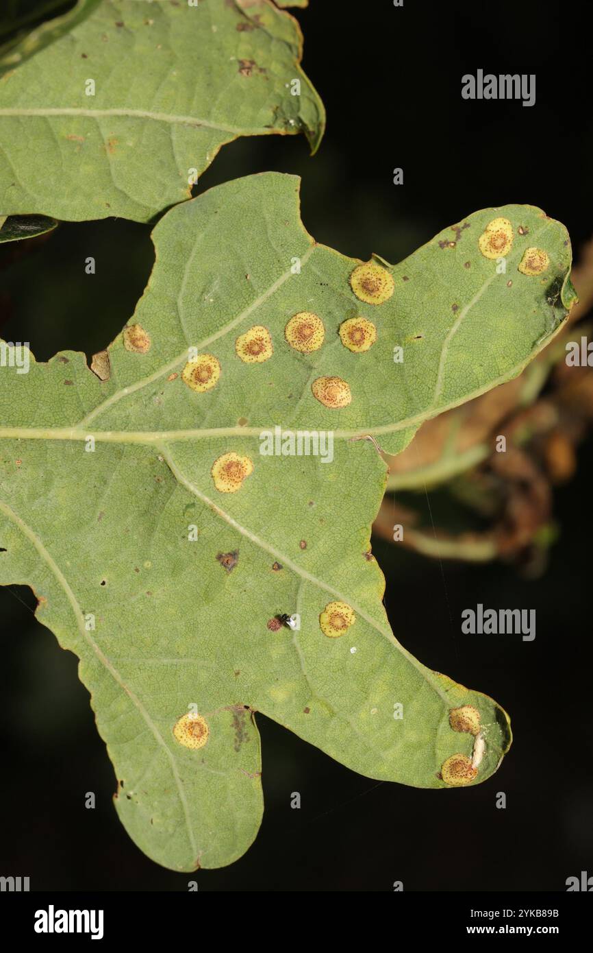 Common Spangle Gall Wasp (Neuroterus quercusbaccarum Stock Photo - Alamy