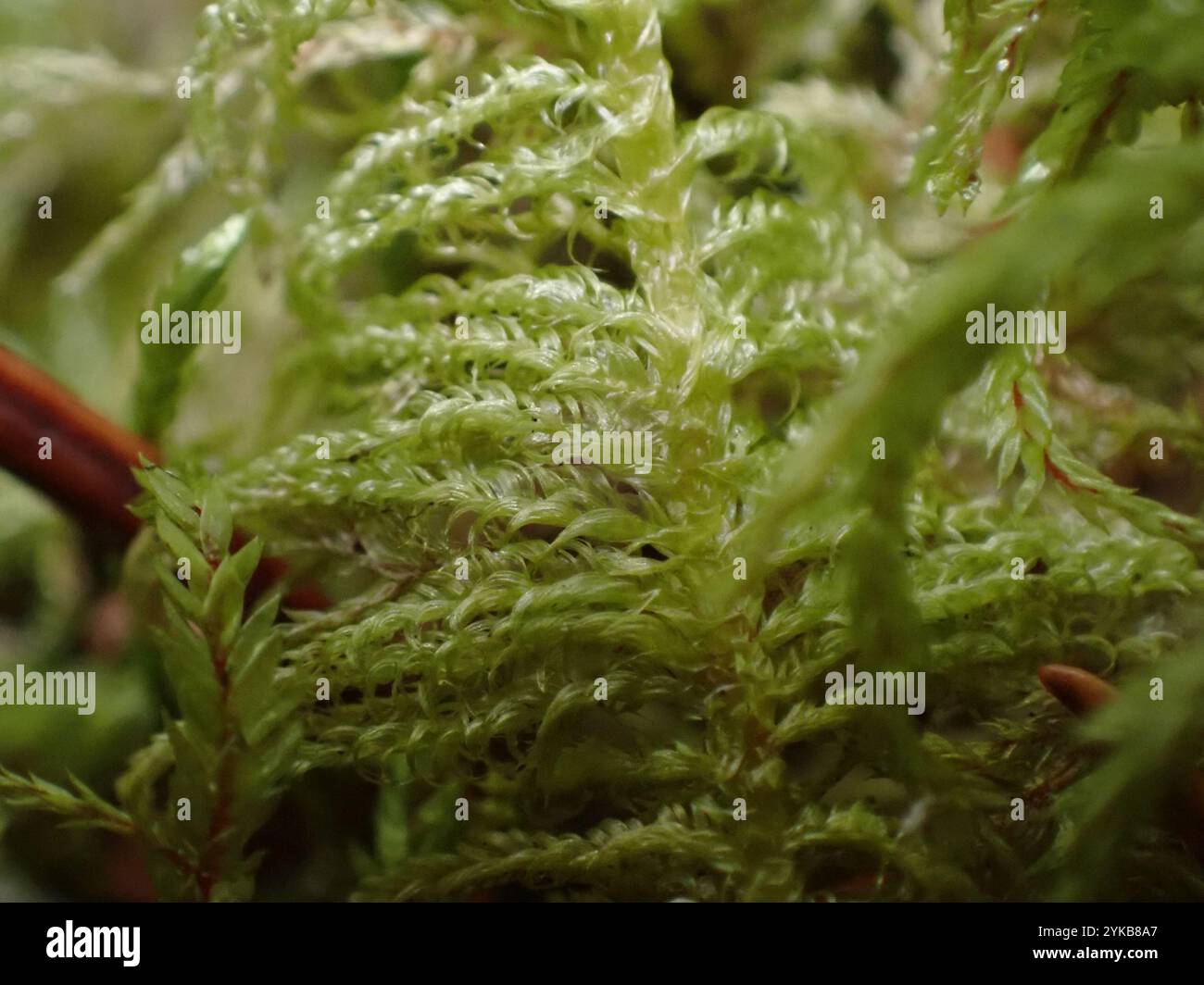 Ostrich-plume Moss (Ptilium crista-castrensis Stock Photo - Alamy
