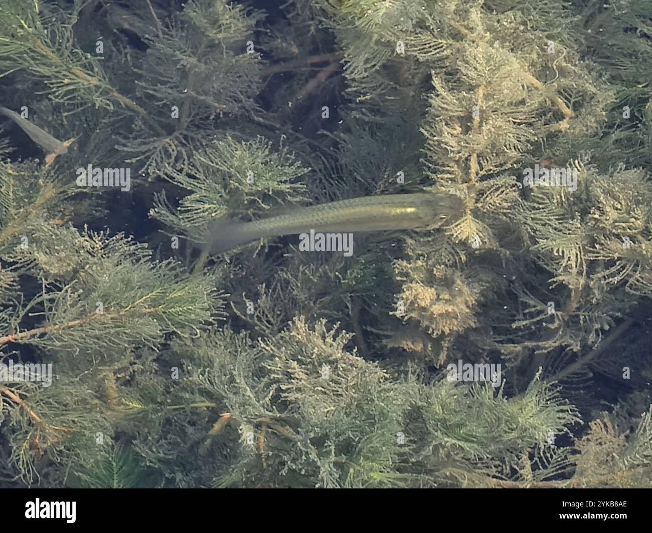 Western Mosquitofish (Gambusia affinis Stock Photo - Alamy