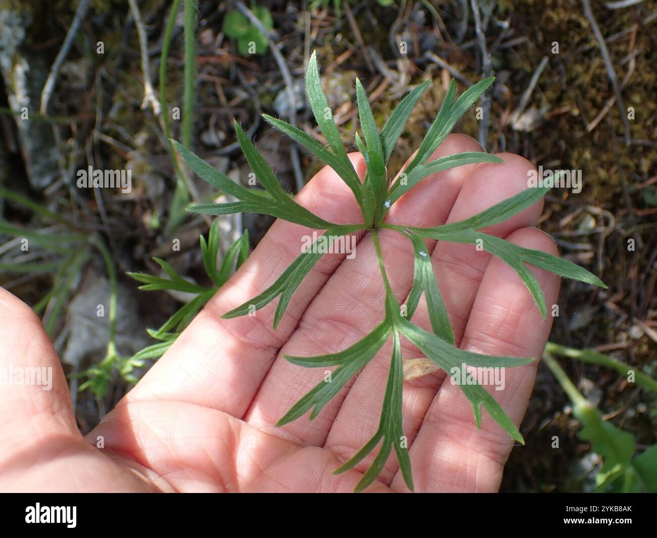 Cutleaf Anemone (Anemone multifida Stock Photo - Alamy