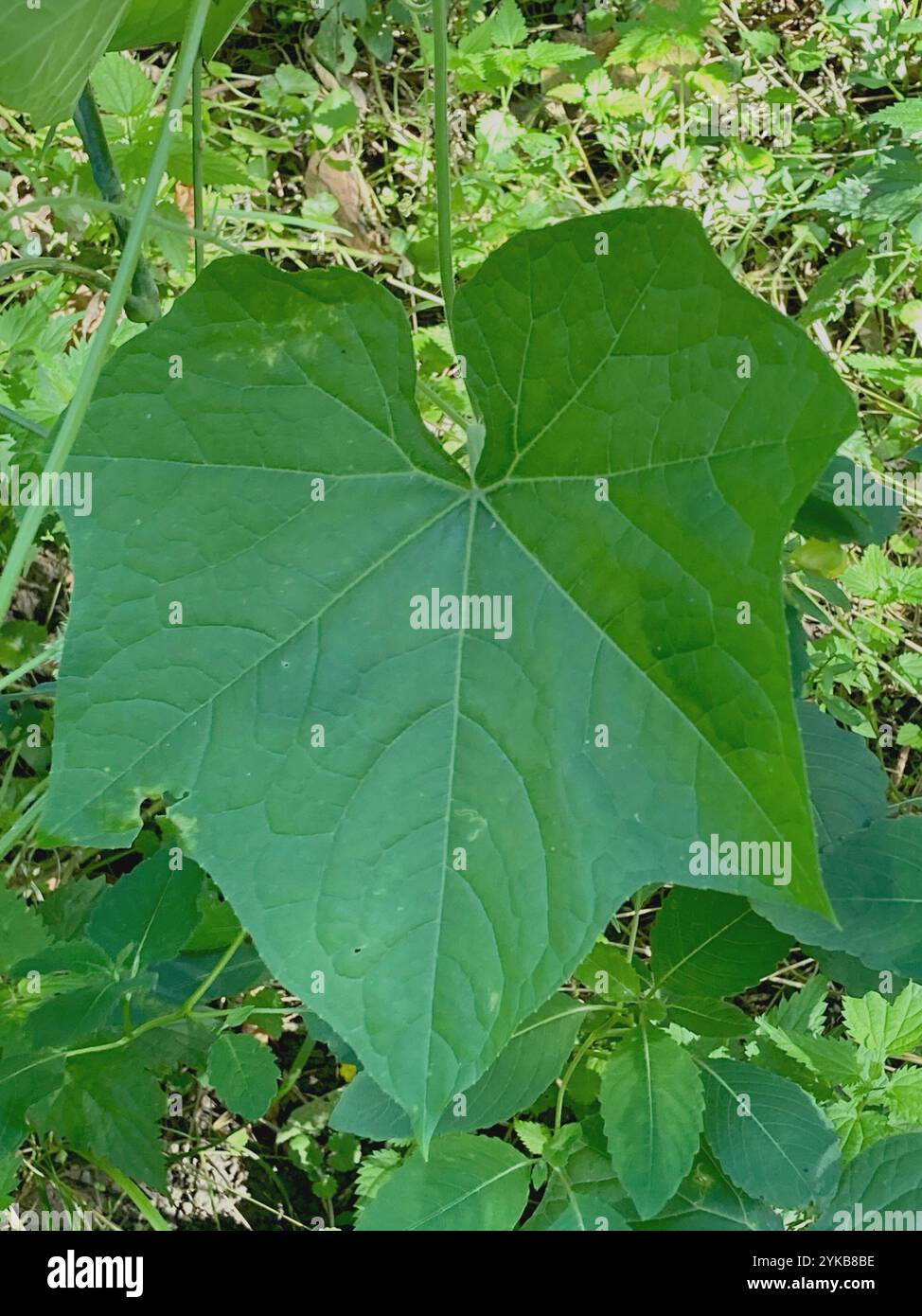 Sicyos angulatus hi-res stock photography and images - Alamy