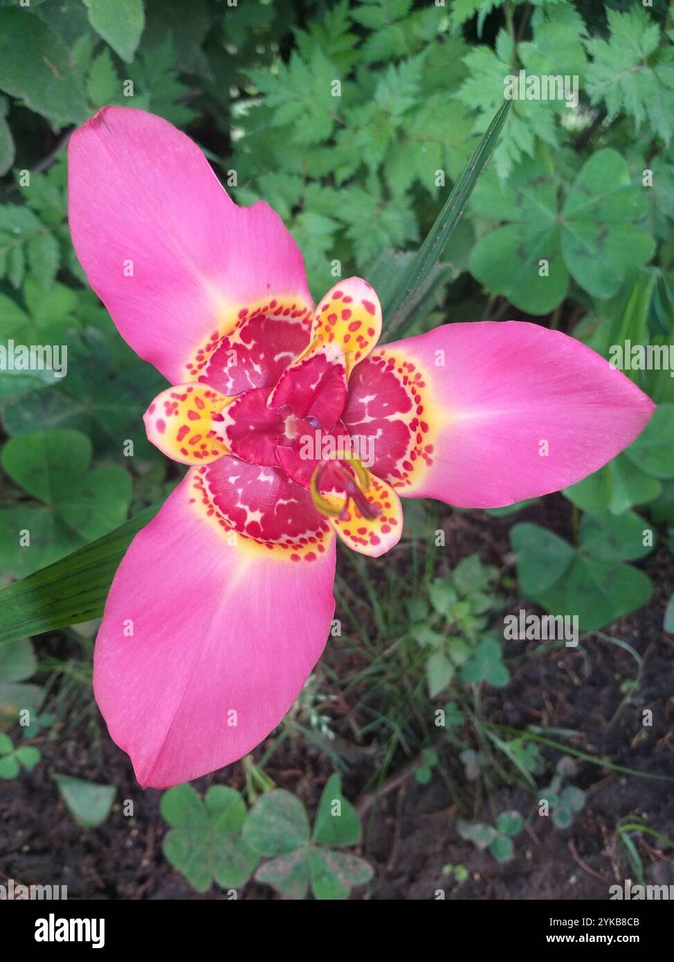 Tiger flower tigridia hi-res stock photography and images - Alamy