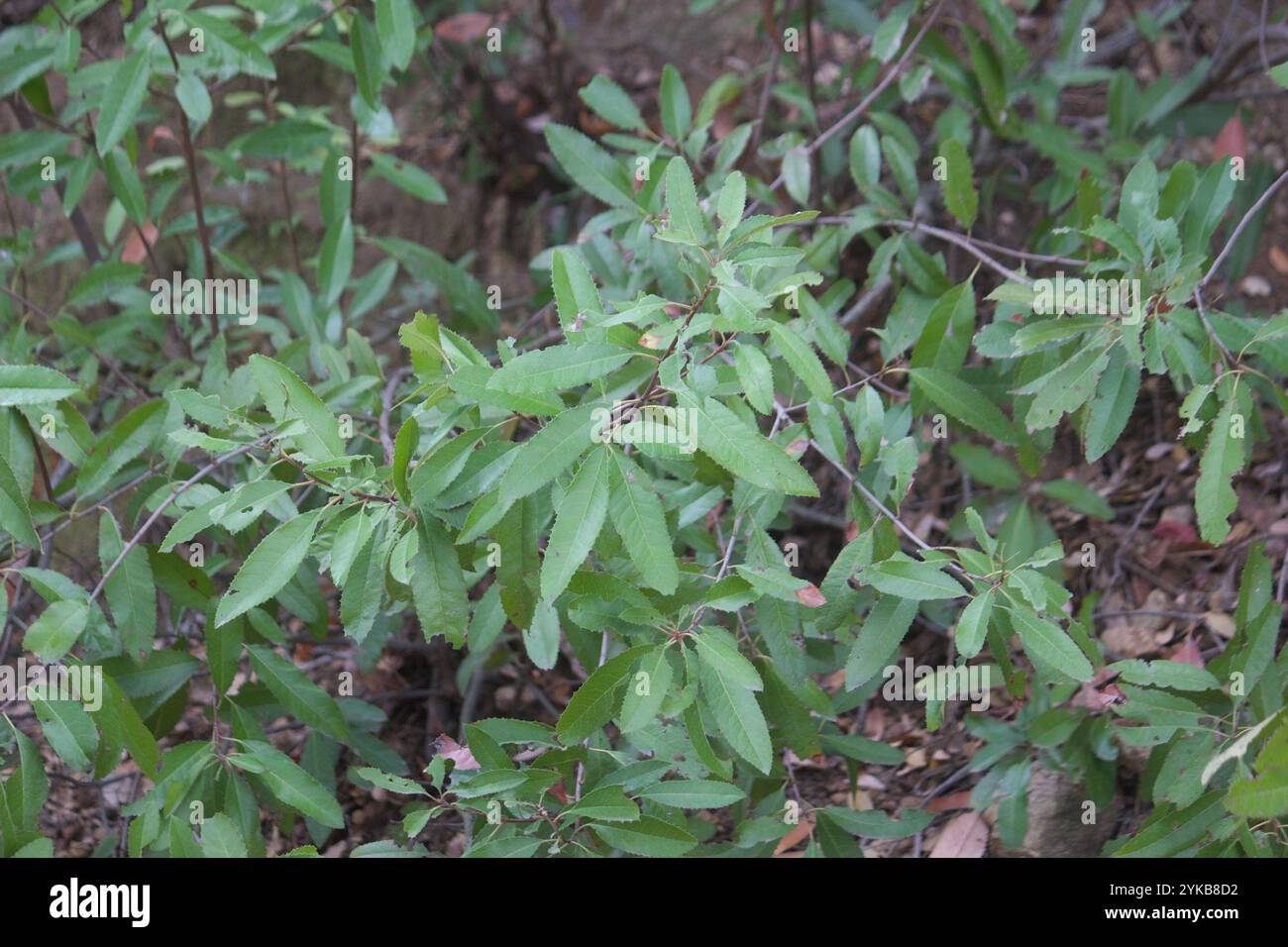 Toyon (Heteromeles arbutifolia Stock Photo - Alamy