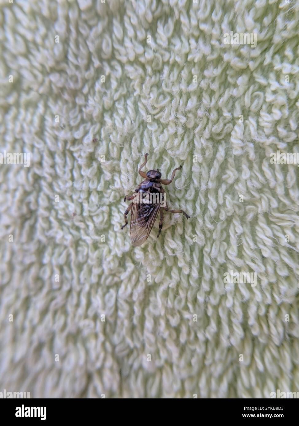 New Forest fly (Hippobosca equina Stock Photo - Alamy