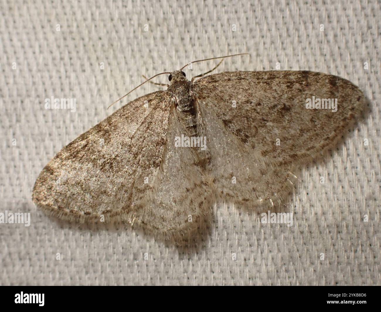 Pearsall's Carpet Moth (Venusia pearsalli Stock Photo - Alamy