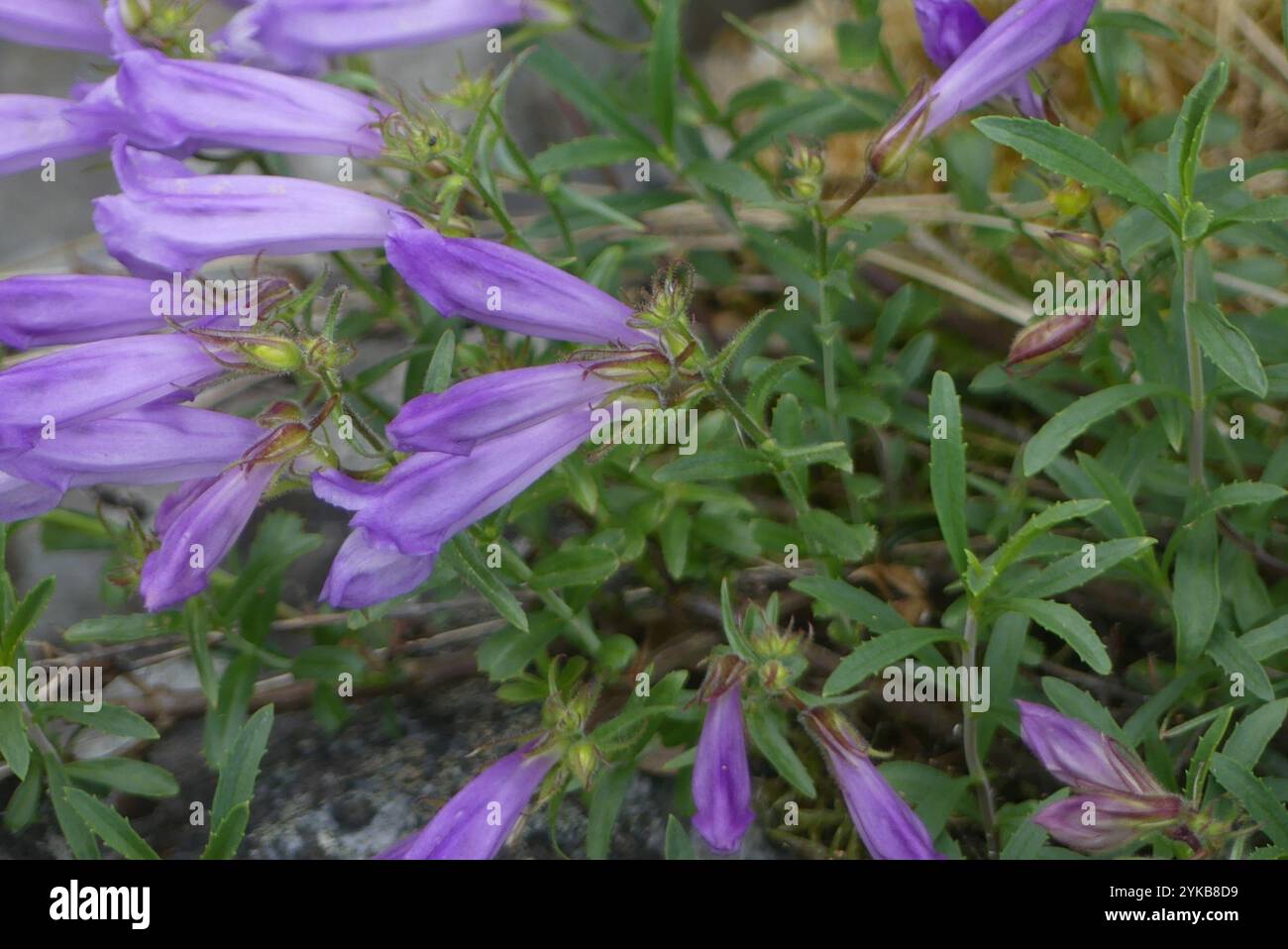Bush Penstemon (Penstemon fruticosus Stock Photo - Alamy