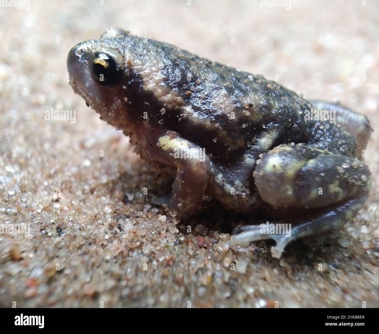 Balloon frog hi-res stock photography and images - Alamy