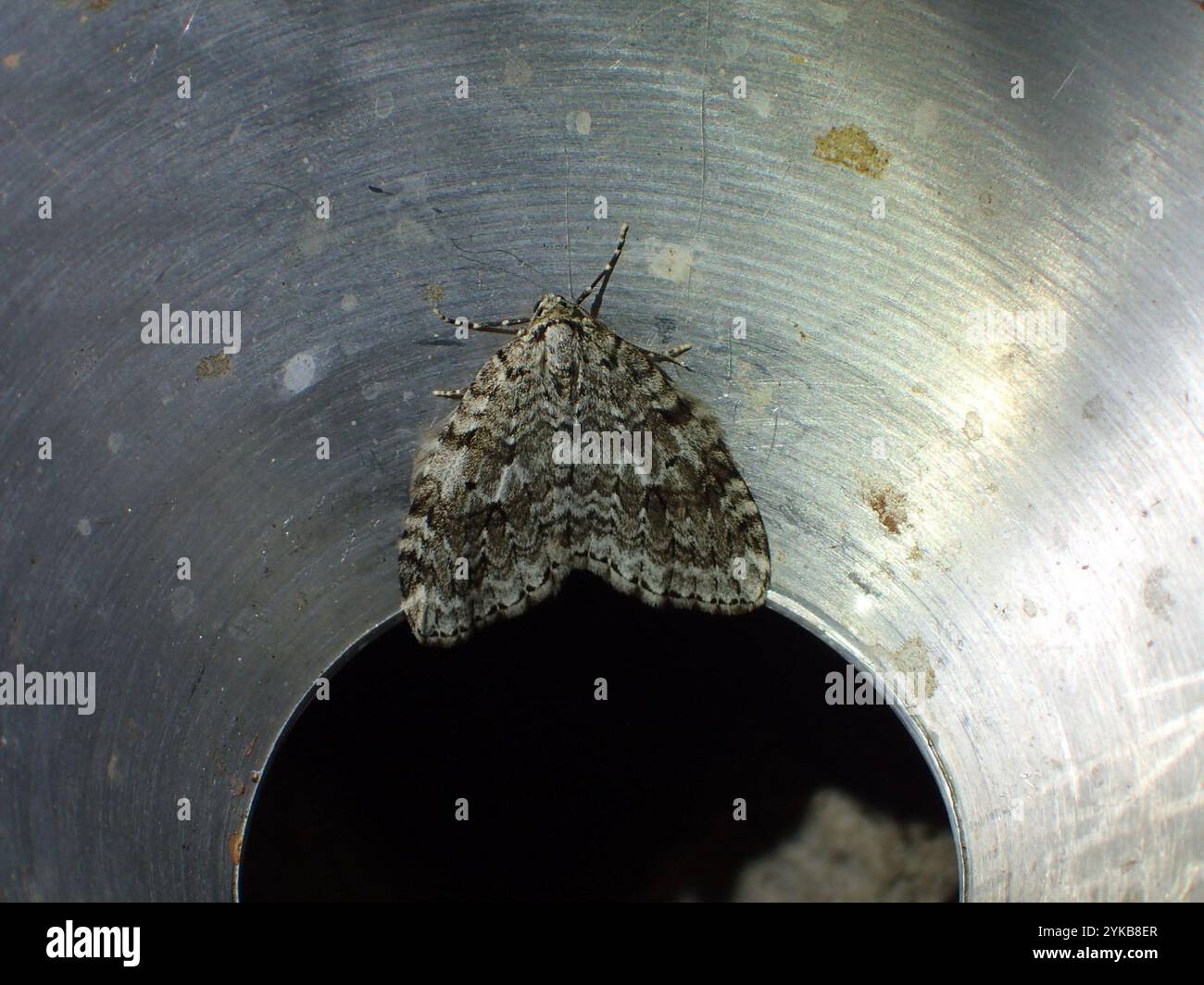 Autumnal Moth (Epirrita autumnata Stock Photo - Alamy