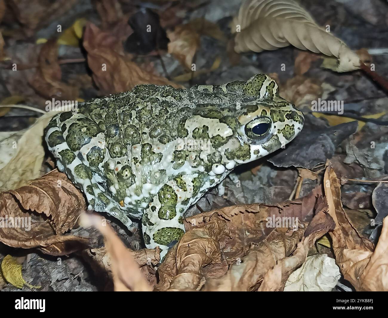 European Green Toad (Bufotes viridis viridis Stock Photo - Alamy