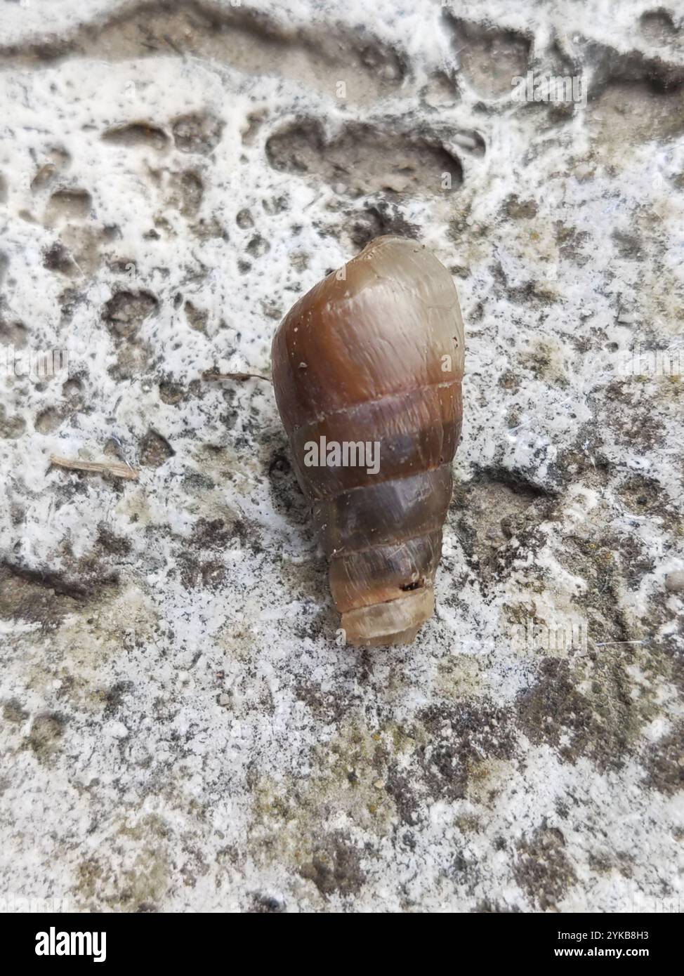 Decollate Snail (Rumina decollata Stock Photo - Alamy