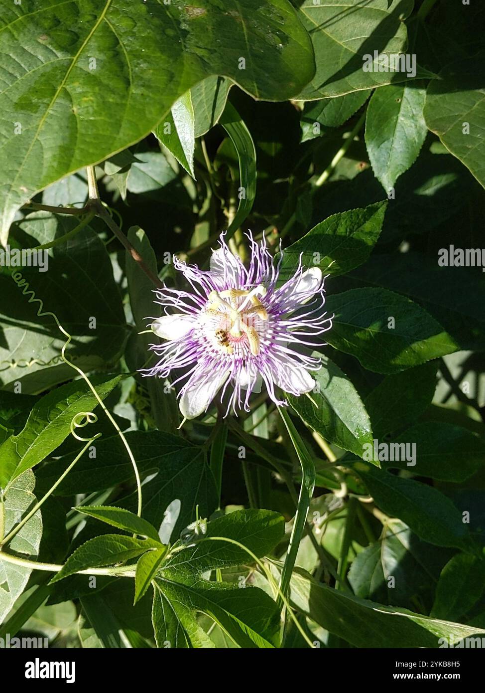 purple passionflower (Passiflora incarnata Stock Photo - Alamy