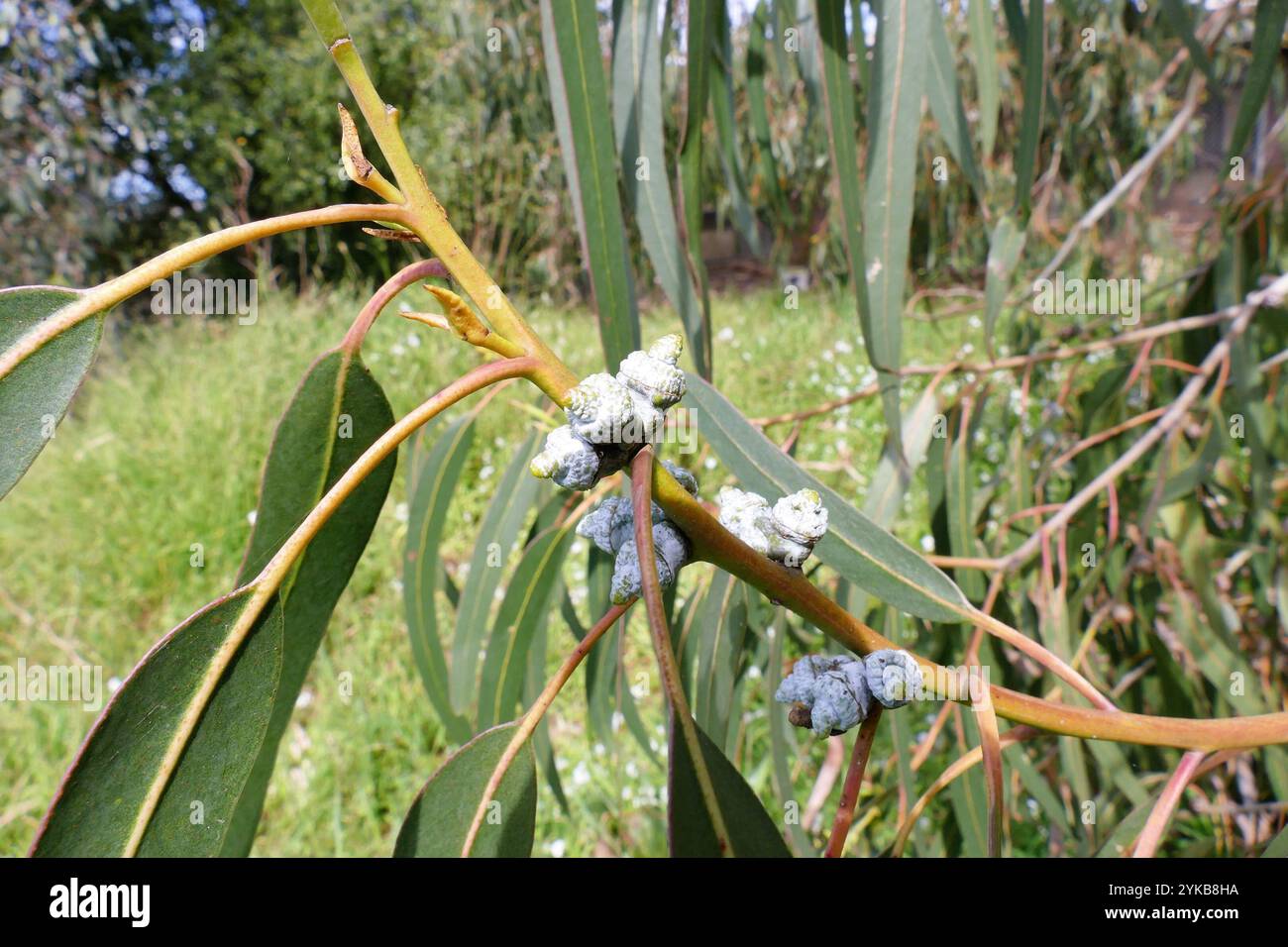 Victorian blue gum (Eucalyptus bicostata Stock Photo - Alamy