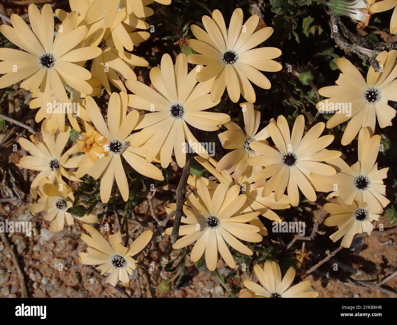 Cape marigold (Dimorphotheca sinuata Stock Photo - Alamy