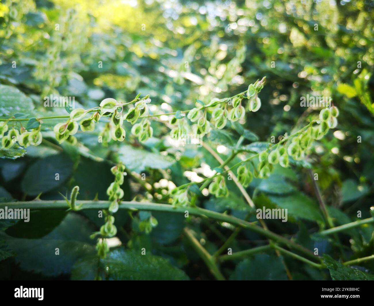 Copse-bindweed (Fallopia dumetorum Stock Photo - Alamy