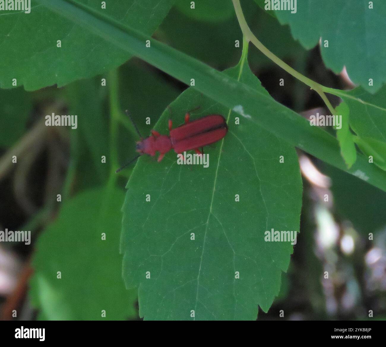 Red Flat Bark Beetle (Cucujus clavipes Stock Photo - Alamy