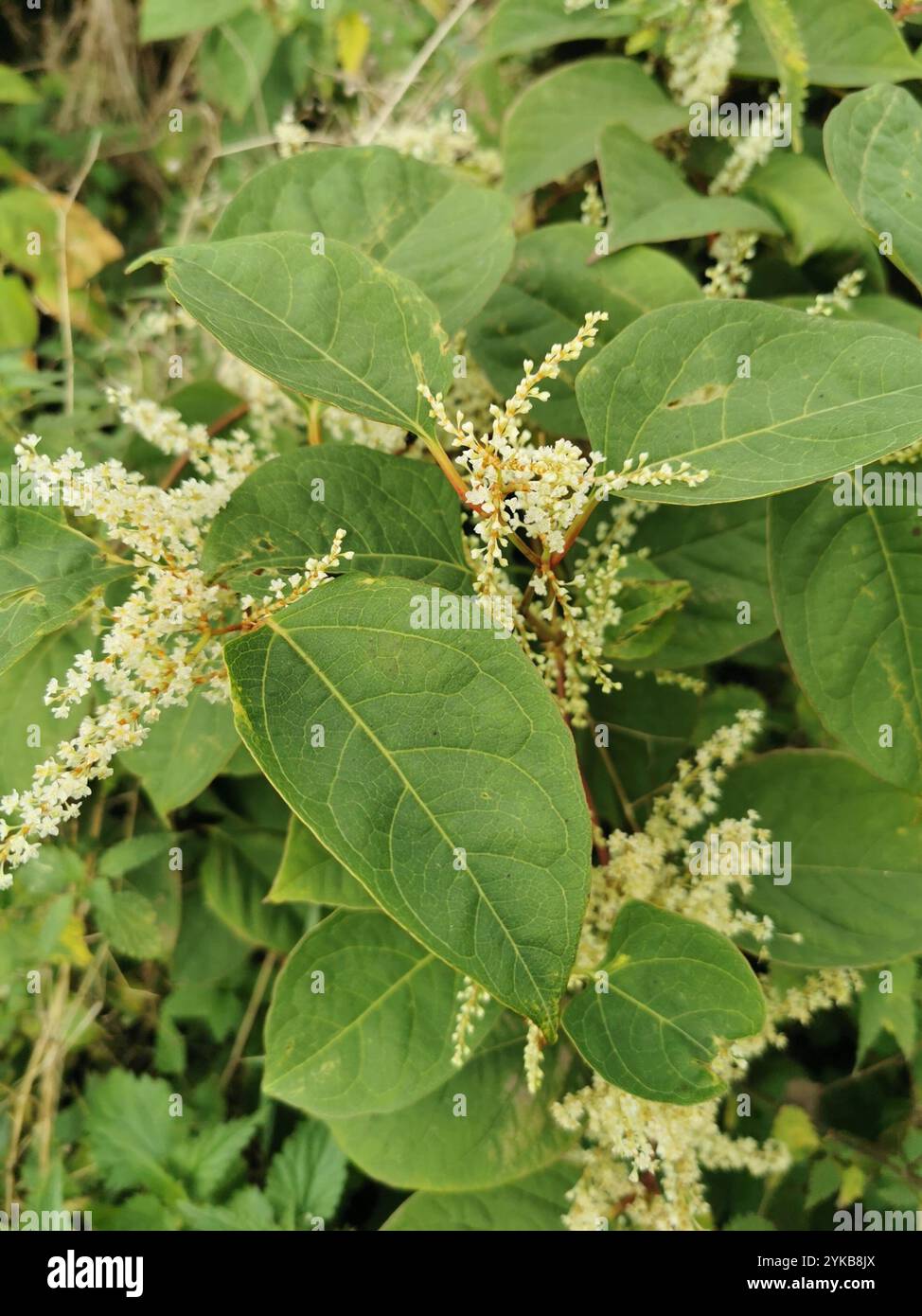 Japanese knotweed (Reynoutria japonica Stock Photo - Alamy