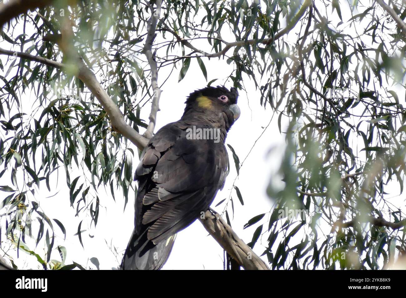 Yellow-tailed Black Cockatoo (Zanda funerea Stock Photo - Alamy