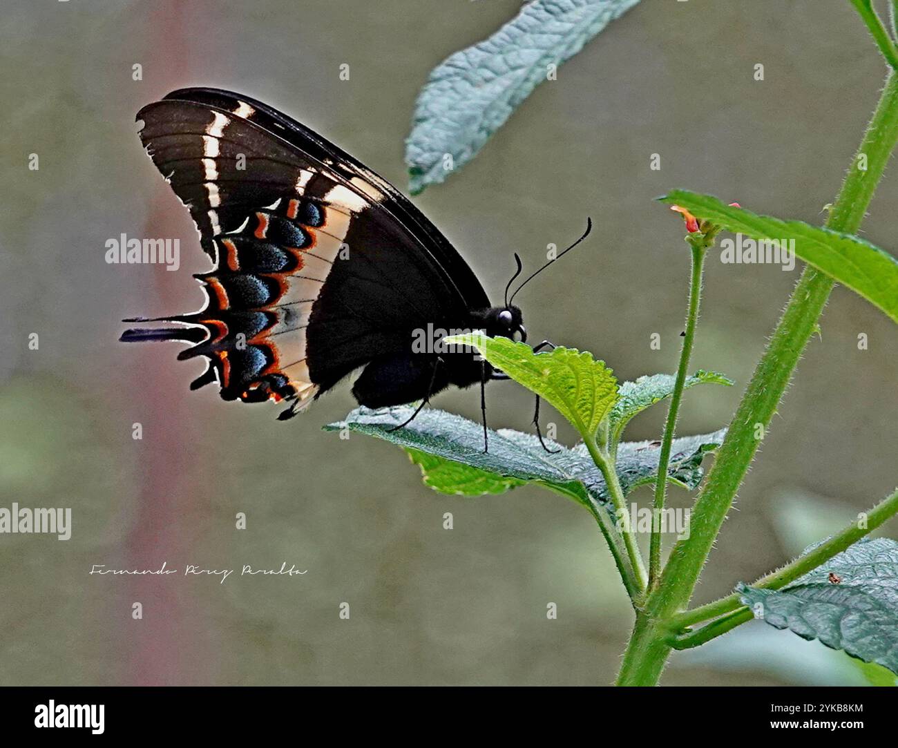 Magnificent Swallowtail (Papilio garamas Stock Photo - Alamy