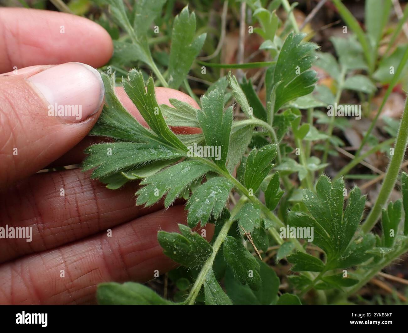 prairie smoke (Geum triflorum Stock Photo - Alamy