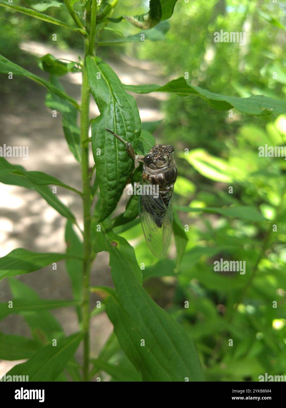 Northern Dog-day Cicada (Neotibicen canicularis Stock Photo - Alamy